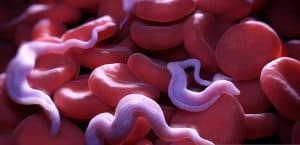 Parasieten in je darmen en de behandeling ervan | Praktijk Iseger