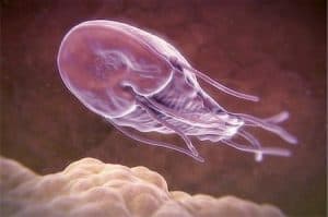 Parasieten in je darmen en de behandeling ervan | Praktijk Iseger